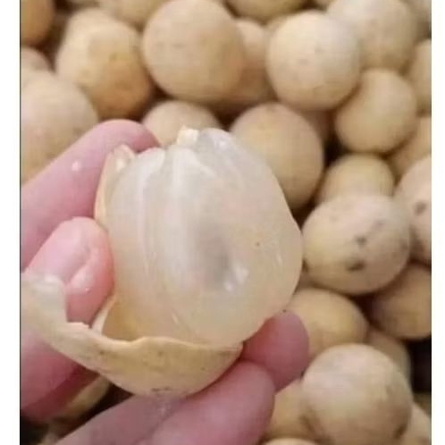 Jual Duku Palembang Manis 1 kg | Shopee Indonesia