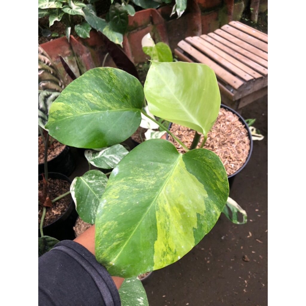 Jual Tanaman Hias Monstera Marmorata Three Colour Marble/Monstera ...
