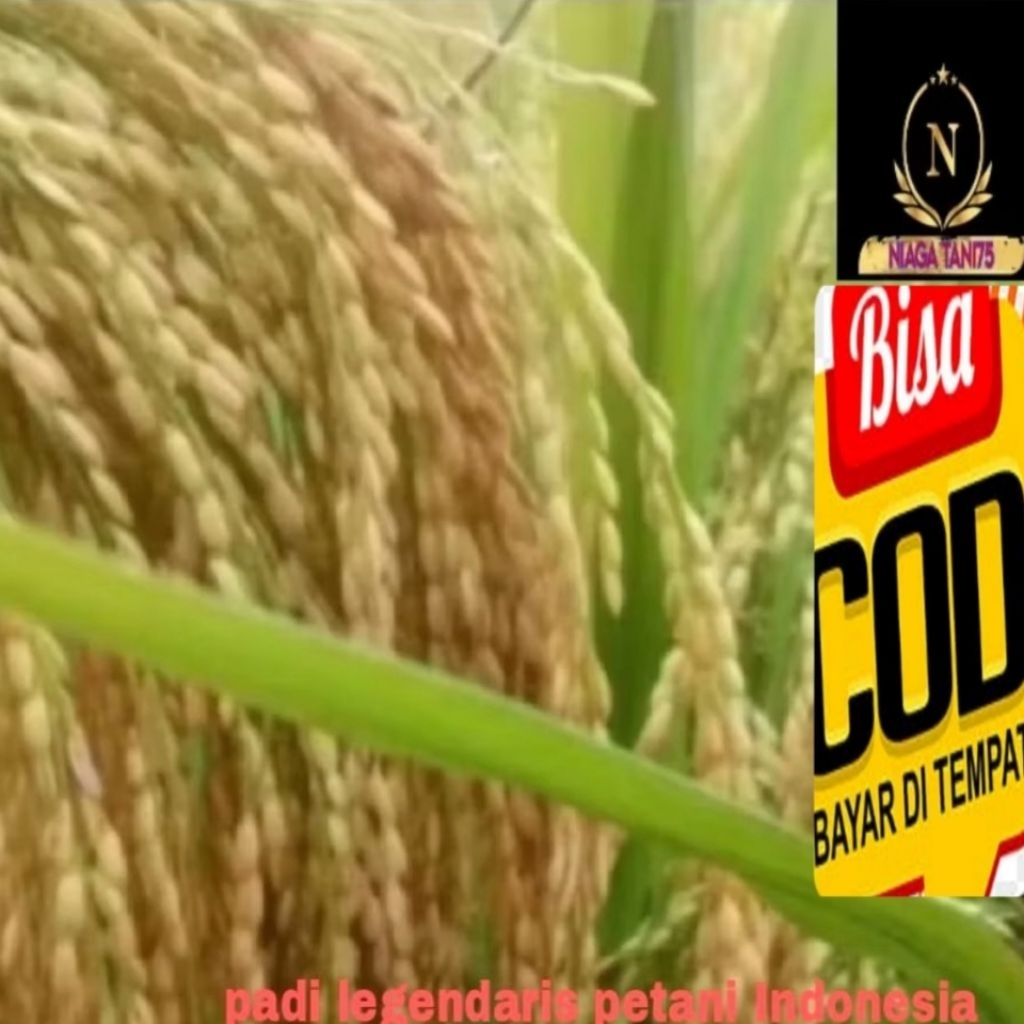 Jual benih padi Ir mutiara kemasan 5kg | Shopee Indonesia