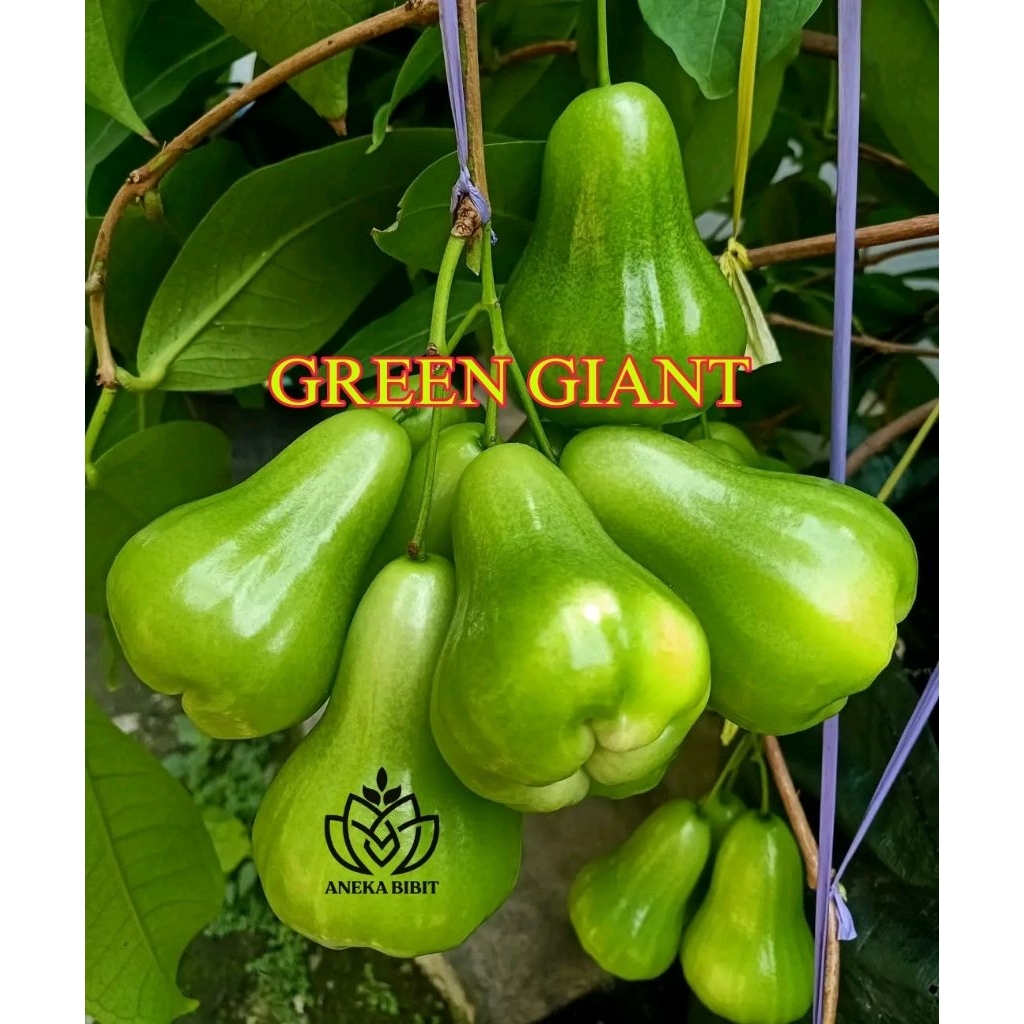 Jual Fresh Cangkok Jambu Air GREEN GIANT ( BUTO IJO ) // Tanaman jambu ...
