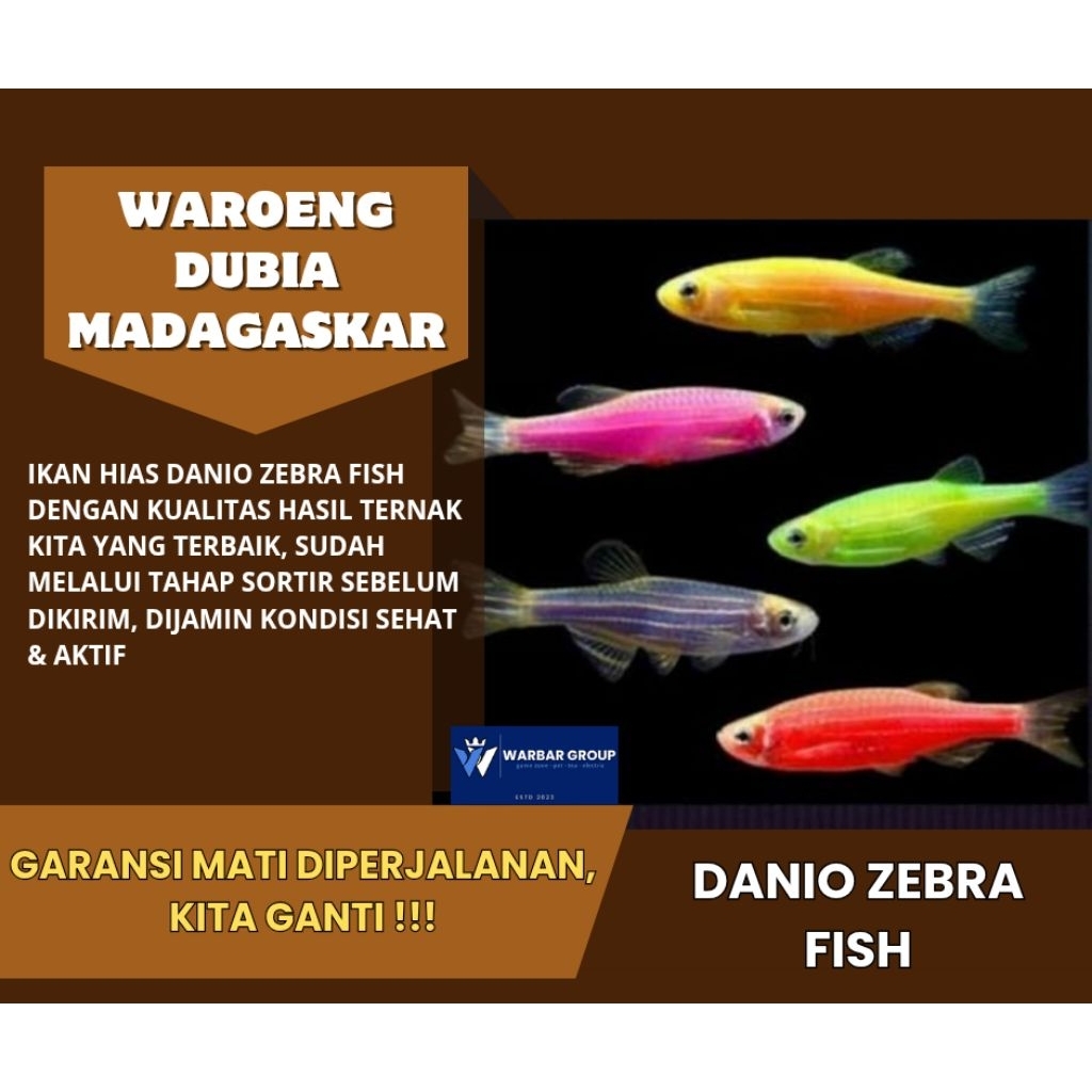Jual Ikan hias danio zebra KUALITAS GRADE A ( GARANSI ) | Shopee Indonesia