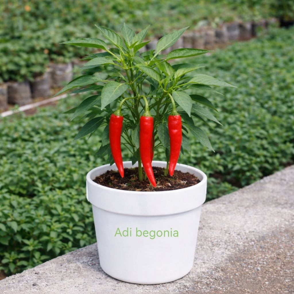 Jual Cabe Tanjung bibit tanaman cabai siap berbunga pot 20-25cm ...