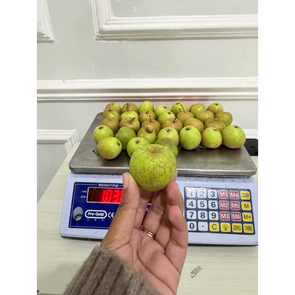 Jual apel malang jenis manalagi super mini kecil" 1kg isi 35-45 biji ...
