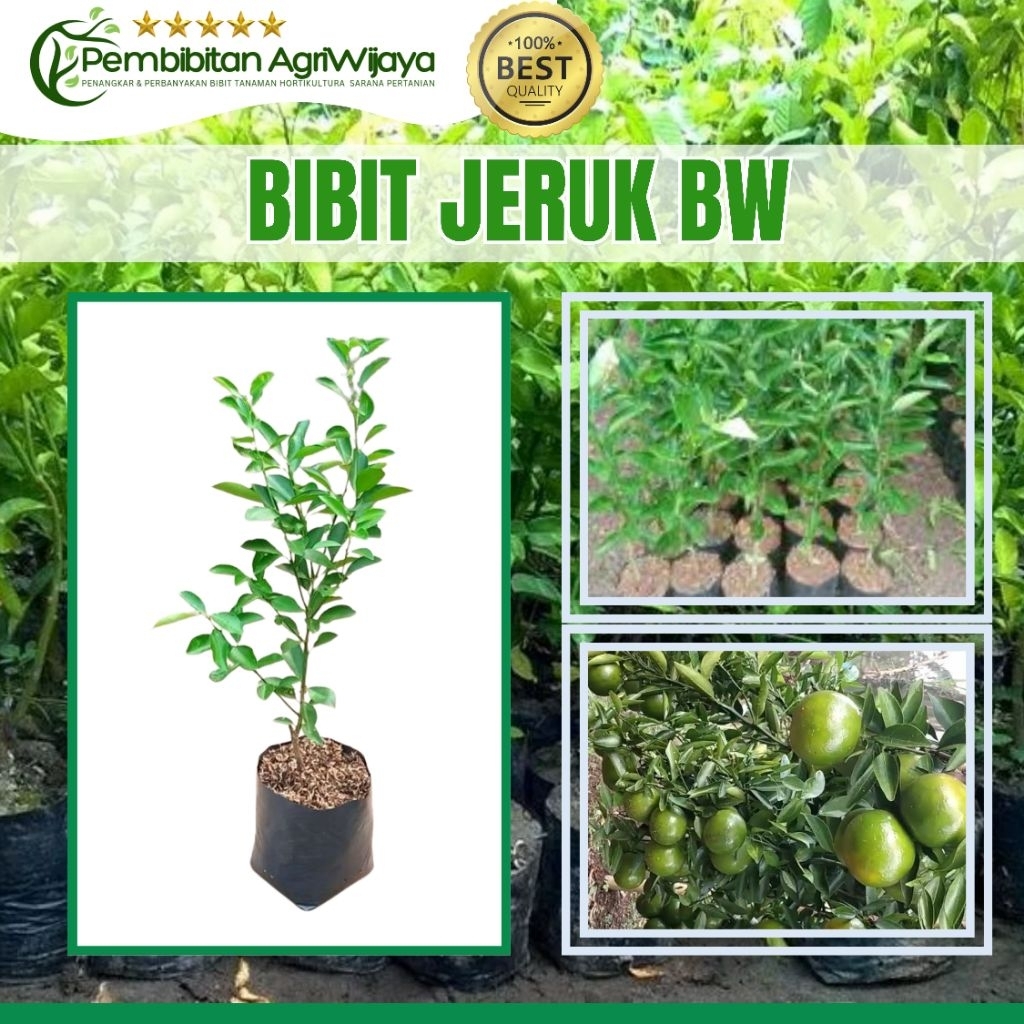 Jual Bibit Jeruk Varietas BW Manis Original Unggul Hasil Okulasi Cepat ...