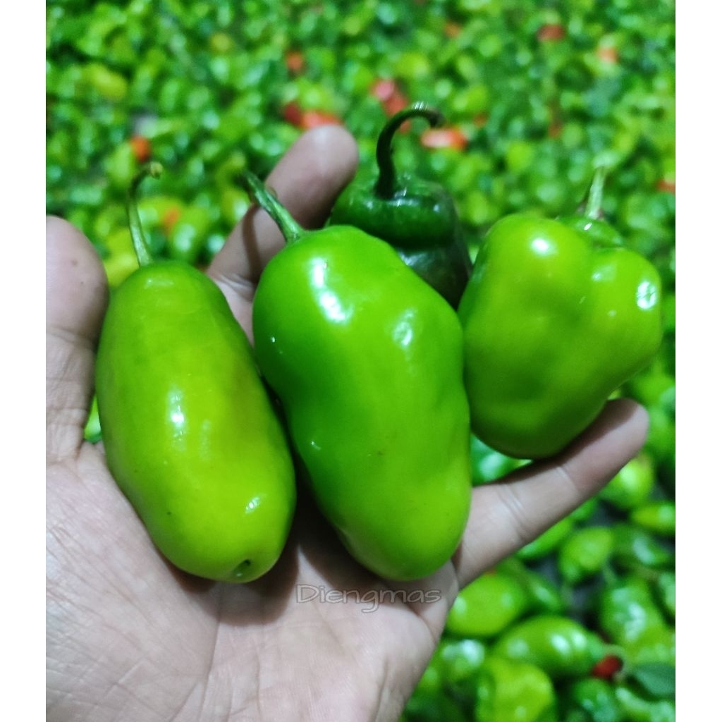 Jual Cabe gendot asli dieng | fresh dari petani pedas nikmat | Shopee ...
