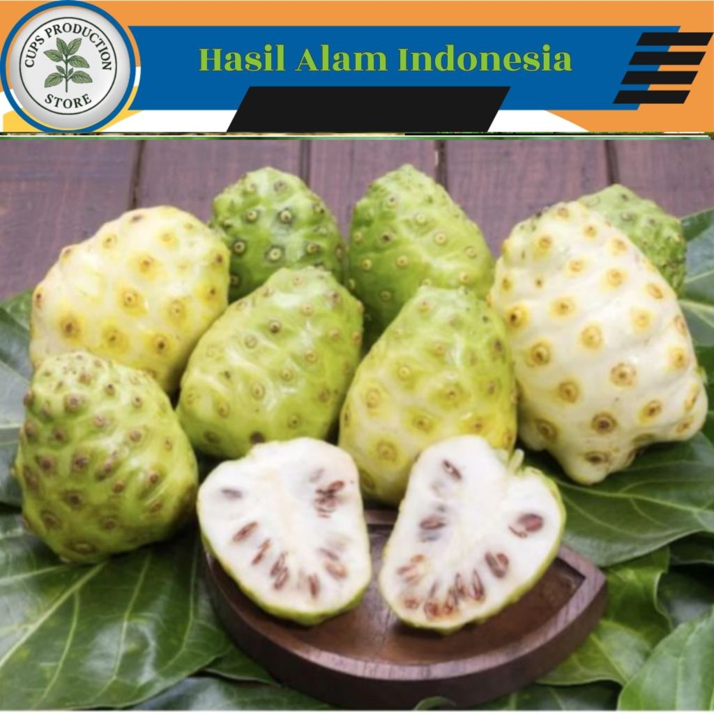 Jual BUAH MENGKUDU / PACE Segar 1 kg Kualitas Terbaik Langsung dipetik ...