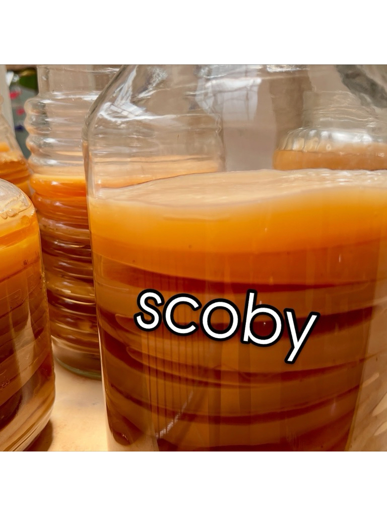 Jual Ini "scoby" biangnya jamur probiotik baik yang berkombucha semacam ...