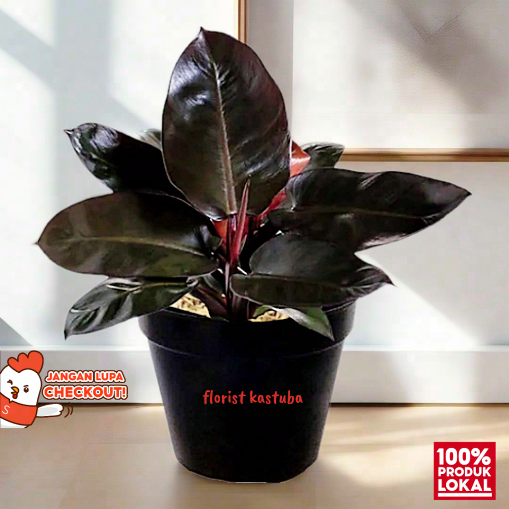 Jual Tanaman Philodendron Black Cardinal Original Daun Merah Burgundy ...