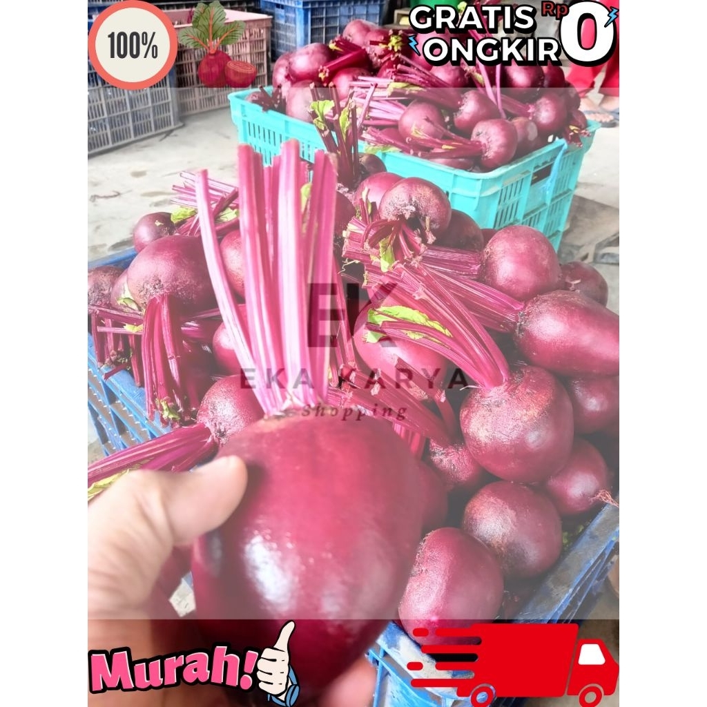 Jual Buah Bit Beetroot Beet Fresh Pegunungan Segar | Shopee Indonesia