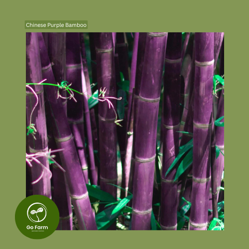 Jual 10 Biji Benih Bibit Bambu Kayu Ungu Hitam (Phyllostachys nigra ...