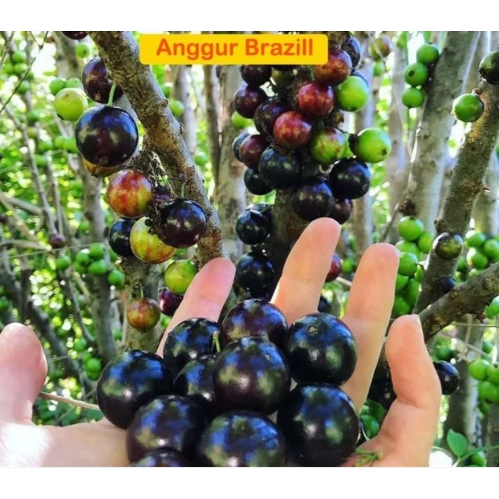 Jual MURAH Buah Anggur Brazil 250 grm baru di petik dari pohonnya ...