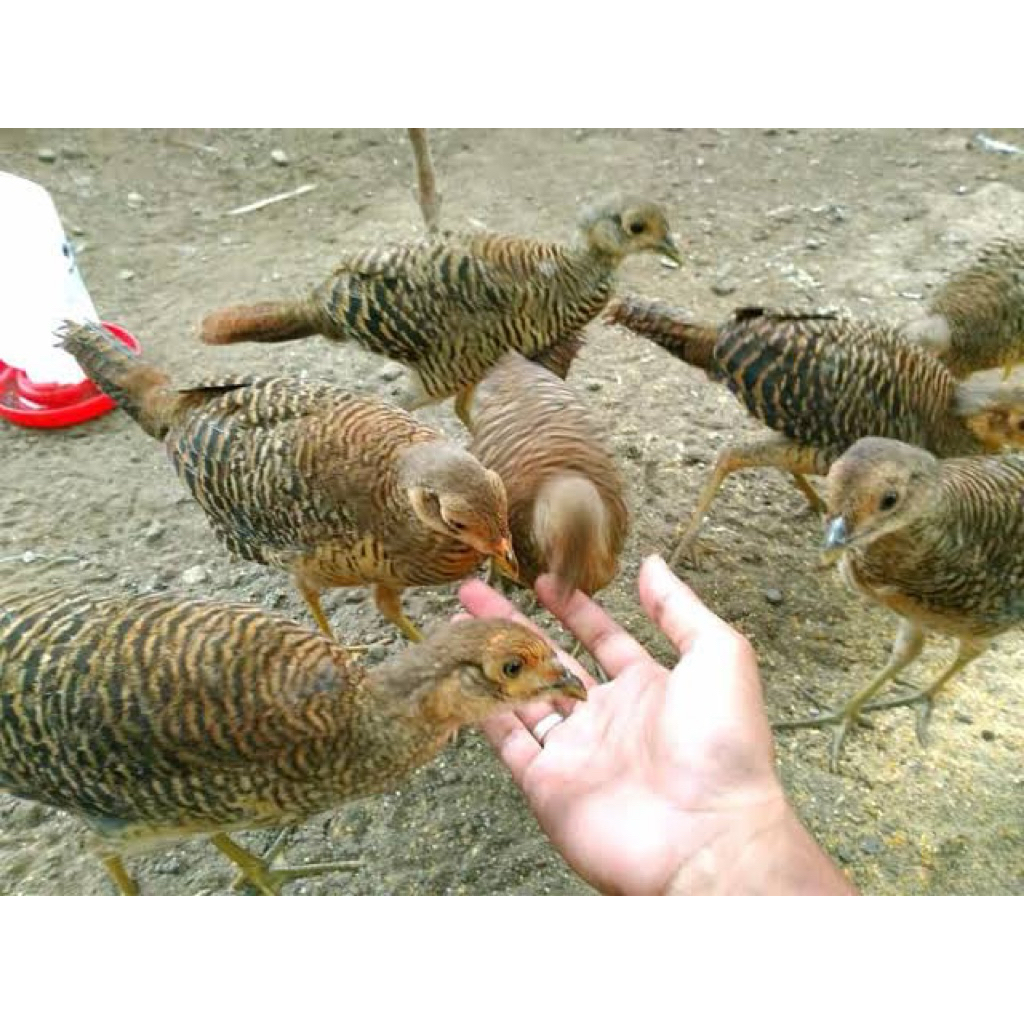 Jual Ayam Golden Pheasant Terlengkap & Harga Terbaru Mei 2026 | Shopee ...