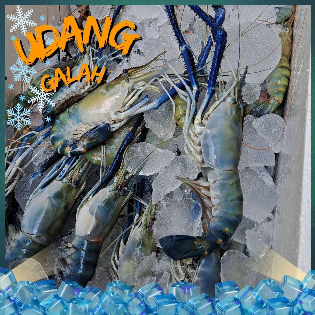 Jual Udang Galah Fresh/ Capit Biru | Ukuran Besar - Kecil (Kemasan 1kg ...