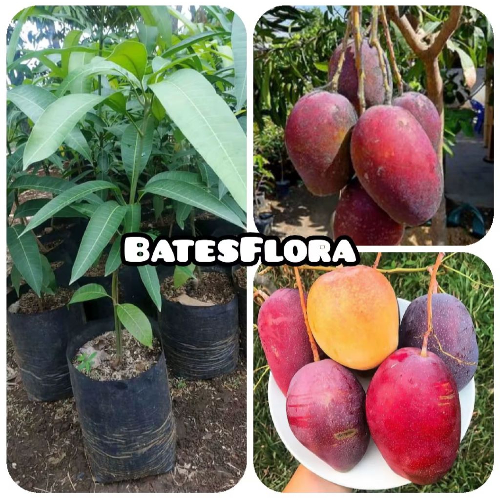 Jual bibit mangga yuwen okulasi bibit mangga unggulan cepat berbuah ...