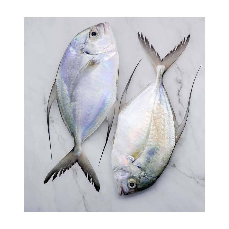 Jual Ikan Kuwe 1Kg Ikan Kuwe Segar Ikan Kuwe Gepeng Ikan Kue Seafood ...
