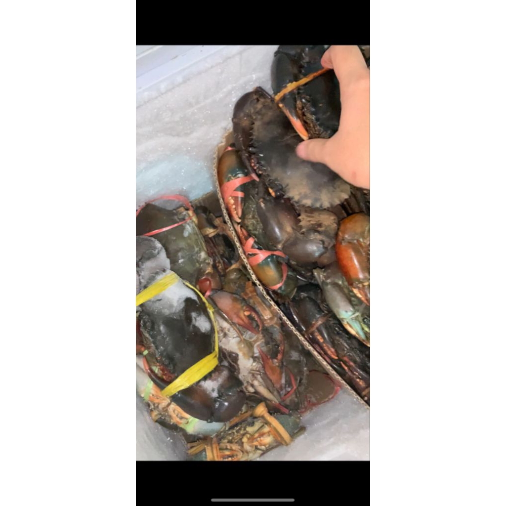 Jual KEPITING FROZEN JANTAN SIZE SEDANG (tidak bertelur) | Shopee Indonesia