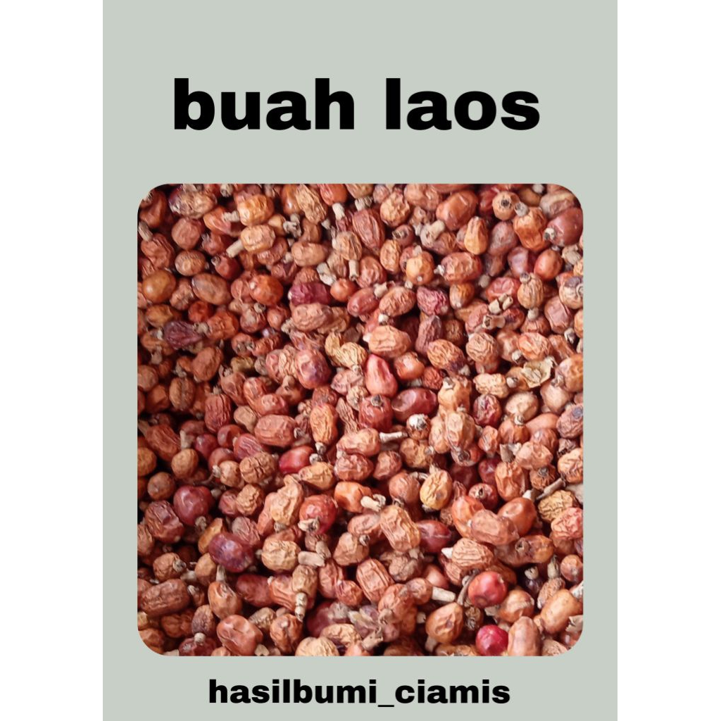 Jual buah laja / bunga laos kering / rempah kering / kemasan 500 gr ...