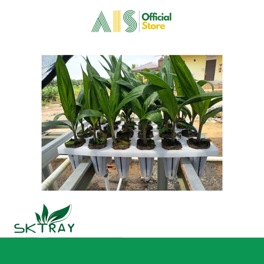 Jual ATS IS - SK Tray Pot Tray Semai Bibit Sawit Pre Nursery | Shopee ...