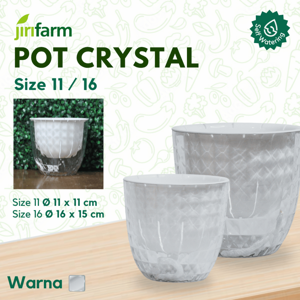 Jual JIRIFARM - Pot Bunga Transparan Diamond Size 11 16 - Tanaman Hias ...