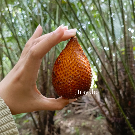 Jual salak pondoh 1 kg panen kebun sendiri grade A (READY, FOTO ASLI ...
