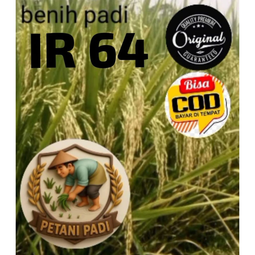 Jual BENIH PADI IR 64 SUPER KEMASAN 5KG | Shopee Indonesia