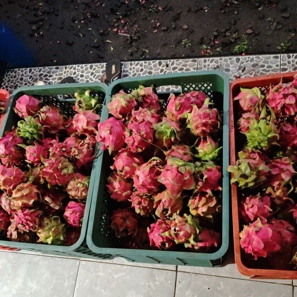 Jual buah naga fresh baru petik 1 kg isi 3-4 | Shopee Indonesia
