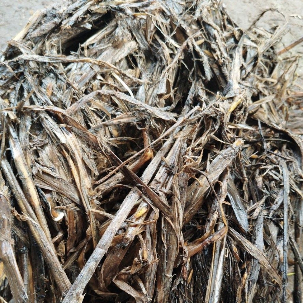 Jual jerami padi busuk | Shopee Indonesia