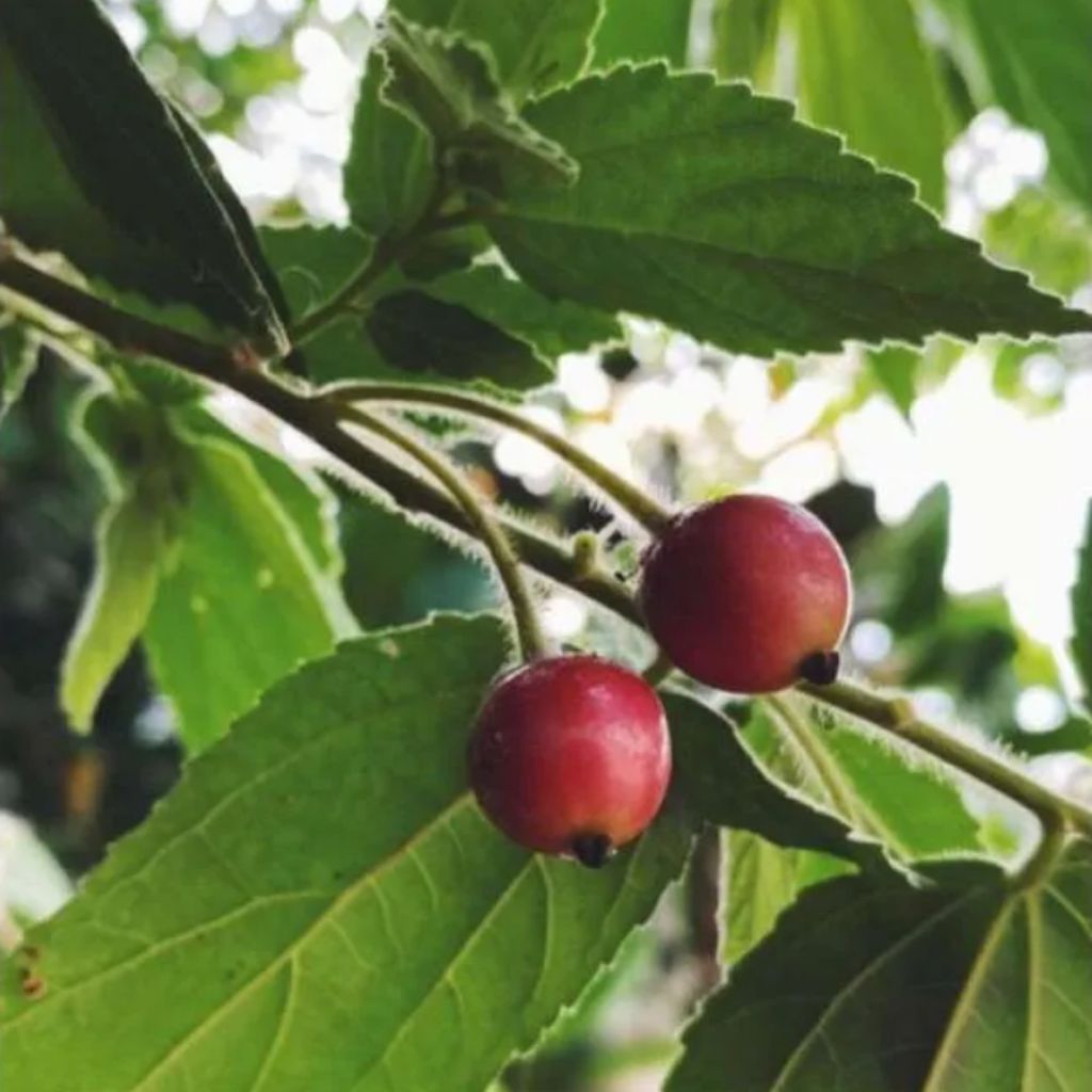 Jual Buah ceri atau kersen segar 50 biji | Shopee Indonesia