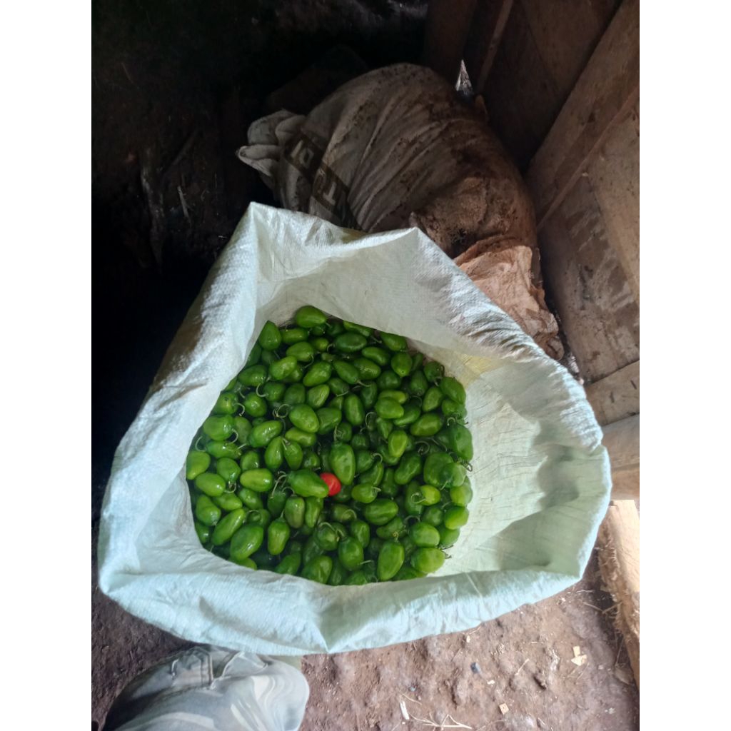 Jual cabe gendot segar di petik dadakan | Shopee Indonesia