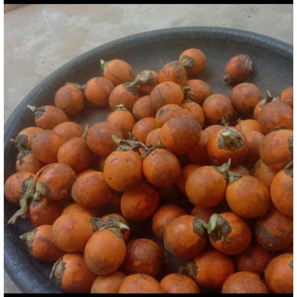 Jual buah pinang tua utuh fresh kemasan 1kg | Shopee Indonesia