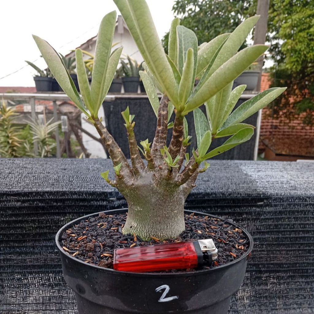 Jual Adenium Kalamae Karakter Hitam #2 | Shopee Indonesia