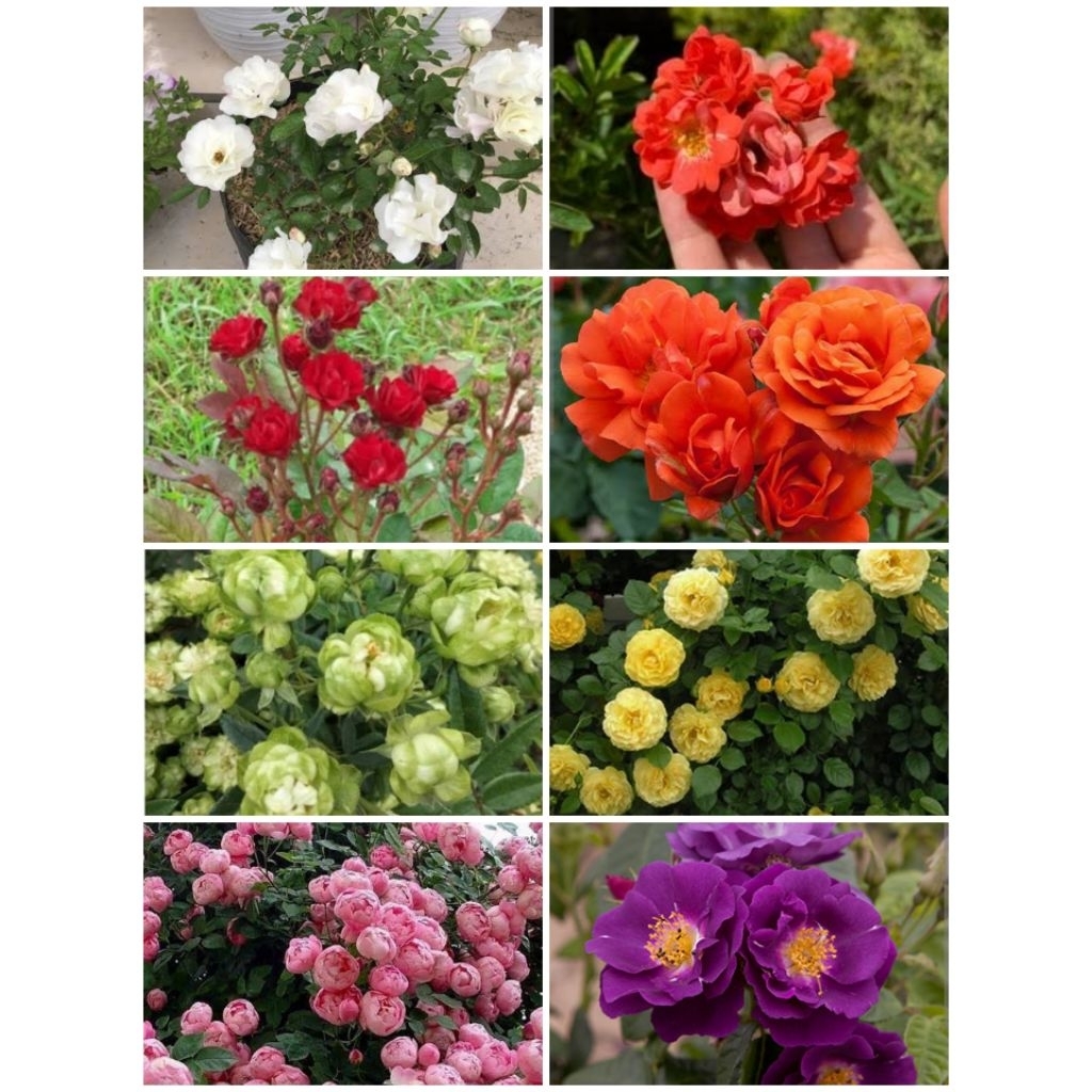 Jual paket 5 tanaman bunga mawar rambat warna mix/tanaman mawar rambat ...