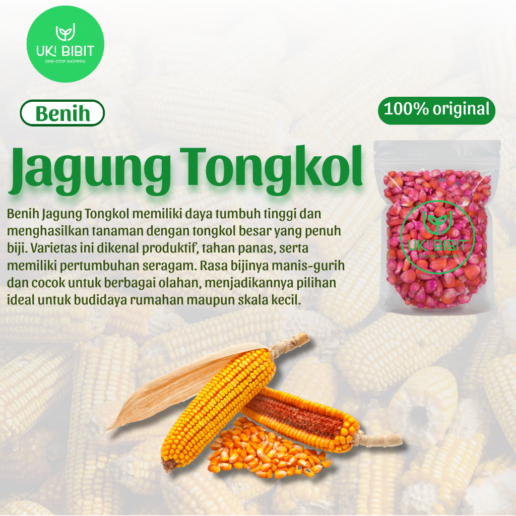 Jual ( 500 Butir ) Benih Biji Jagung Tongkol 2 | Jagung Dua Tongkol ...