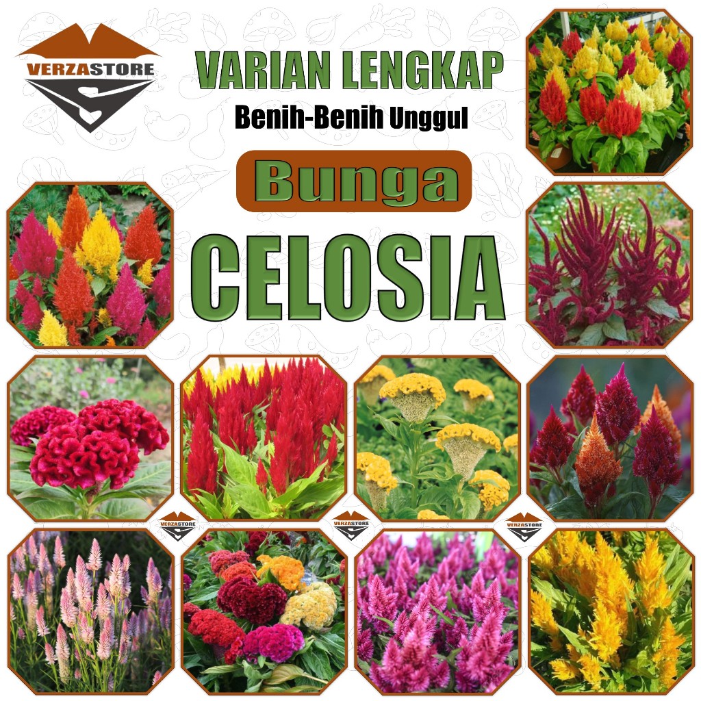 Jual VARIAN - Biji Benih Bunga Celosia Mix Flowerseed | Shopee Indonesia
