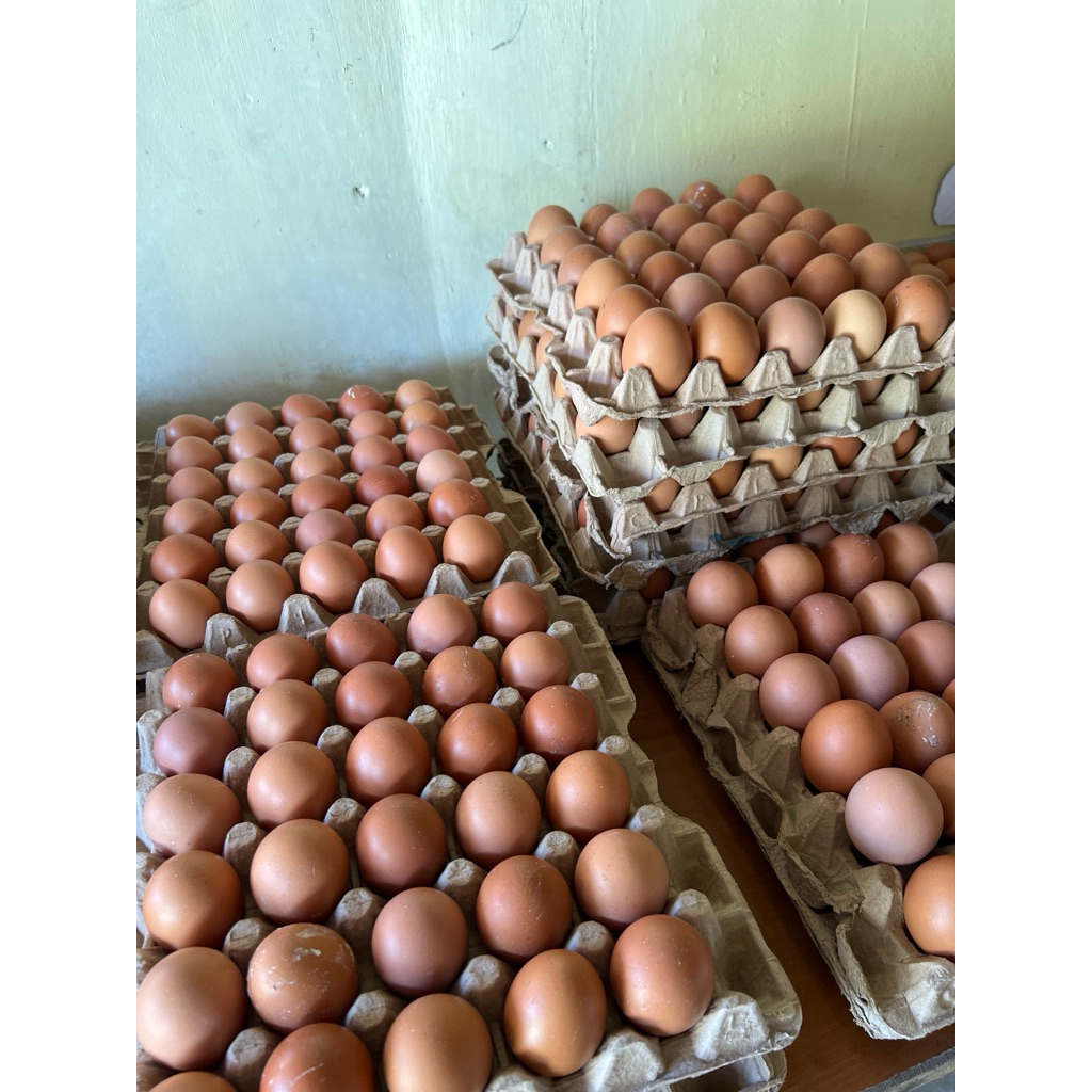 Jual Telur Ayam Negeri Segar 1 Papan / 30 Butir Ukuran Besar | Shopee ...