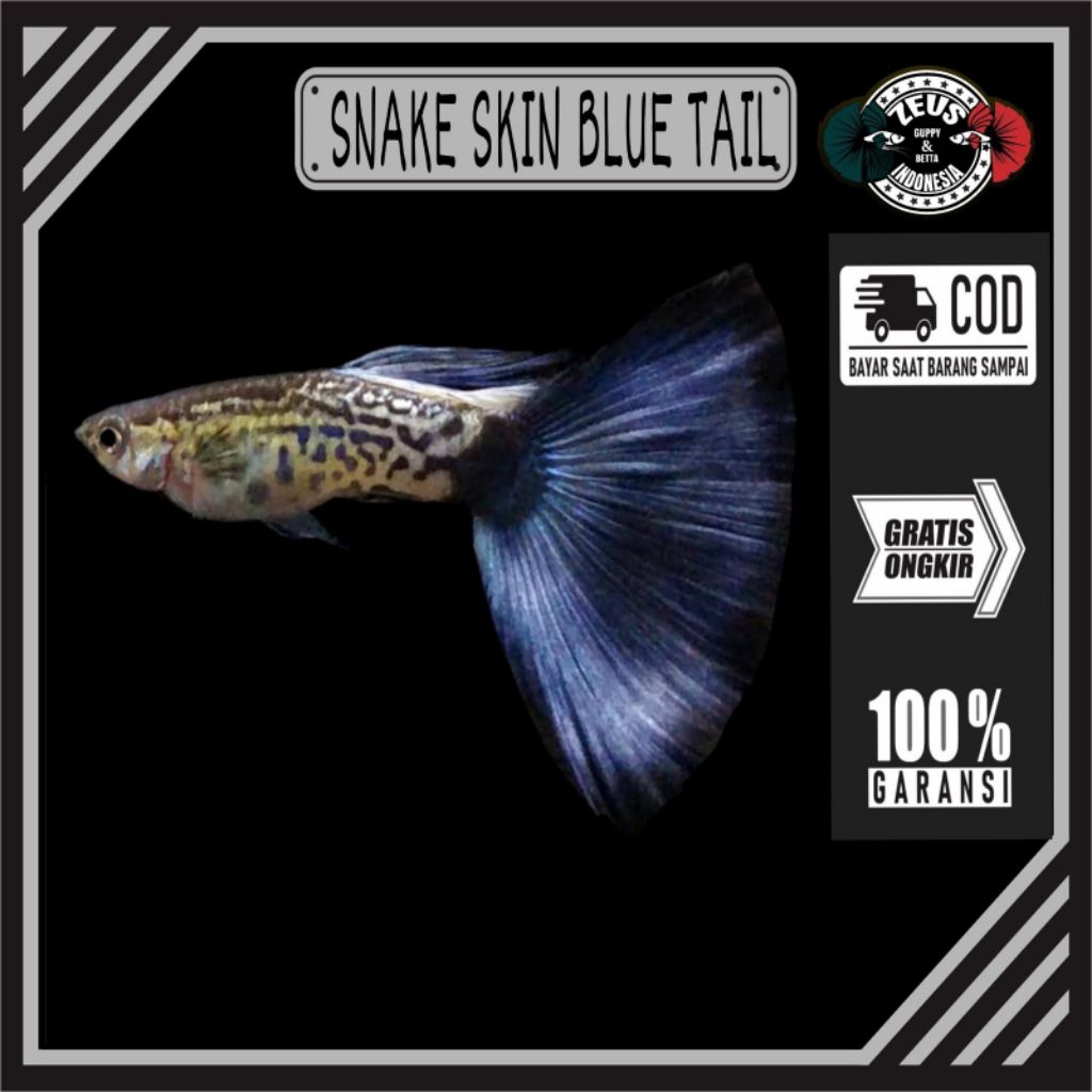 Jual snake skin blue tail | Shopee Indonesia
