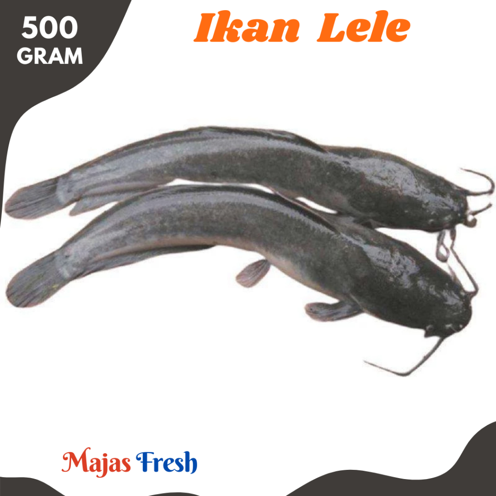 Jual IKAN LELE Segar - Ikan Pecel Lele Hidup/Mati Fresh | 500gr [ Harga ...