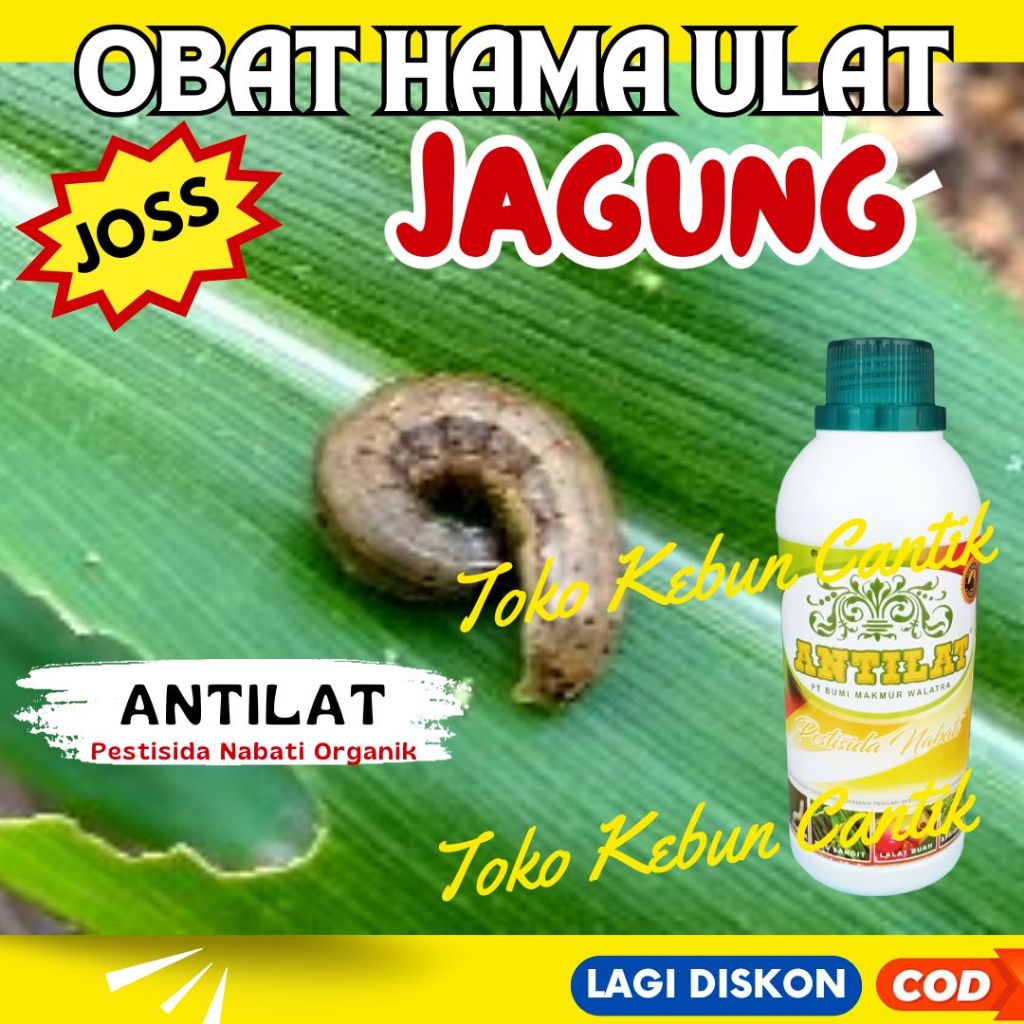 Jual Obat Ulat Jagung Ampuh Antilat 500ml – Ulat Tanaman & Ulat Buah ...
