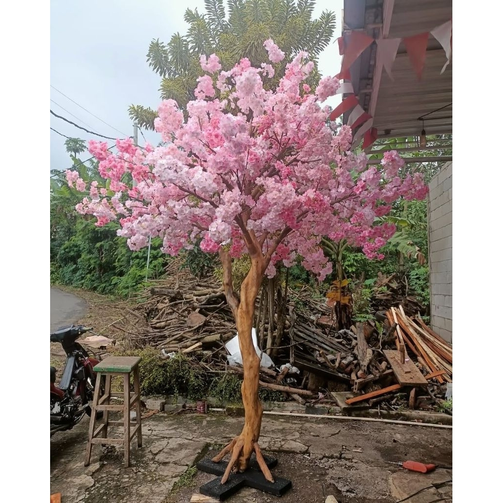 Jual sakura blossom sakura jumbo tinggi 2,5mtr / pohon sakura pohon ...