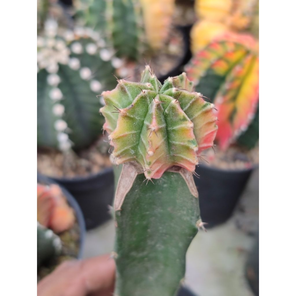 Jual marshmallow graf triangel | Shopee Indonesia