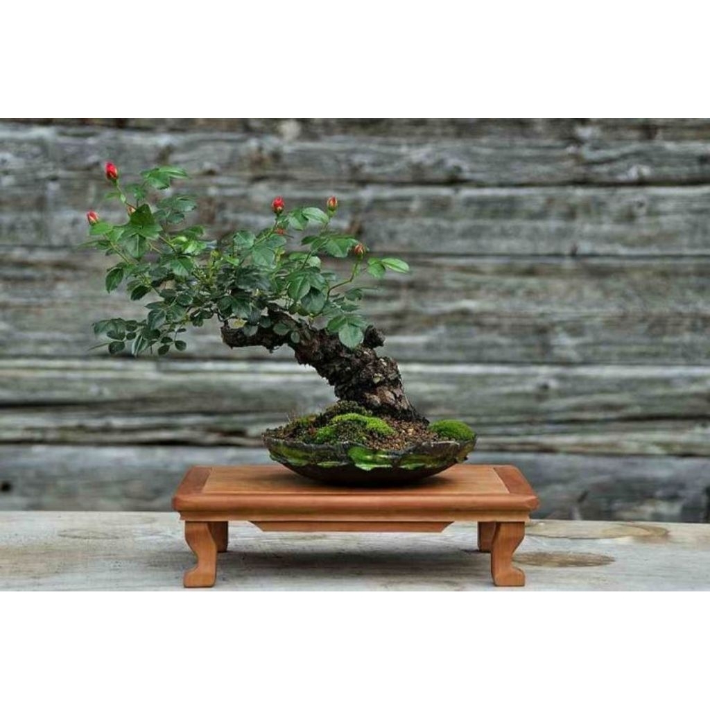 Jual Bahan Bonsai Mawar Batang Tua | Tanaman Mawar Hidup Akar Kuat Siap ...