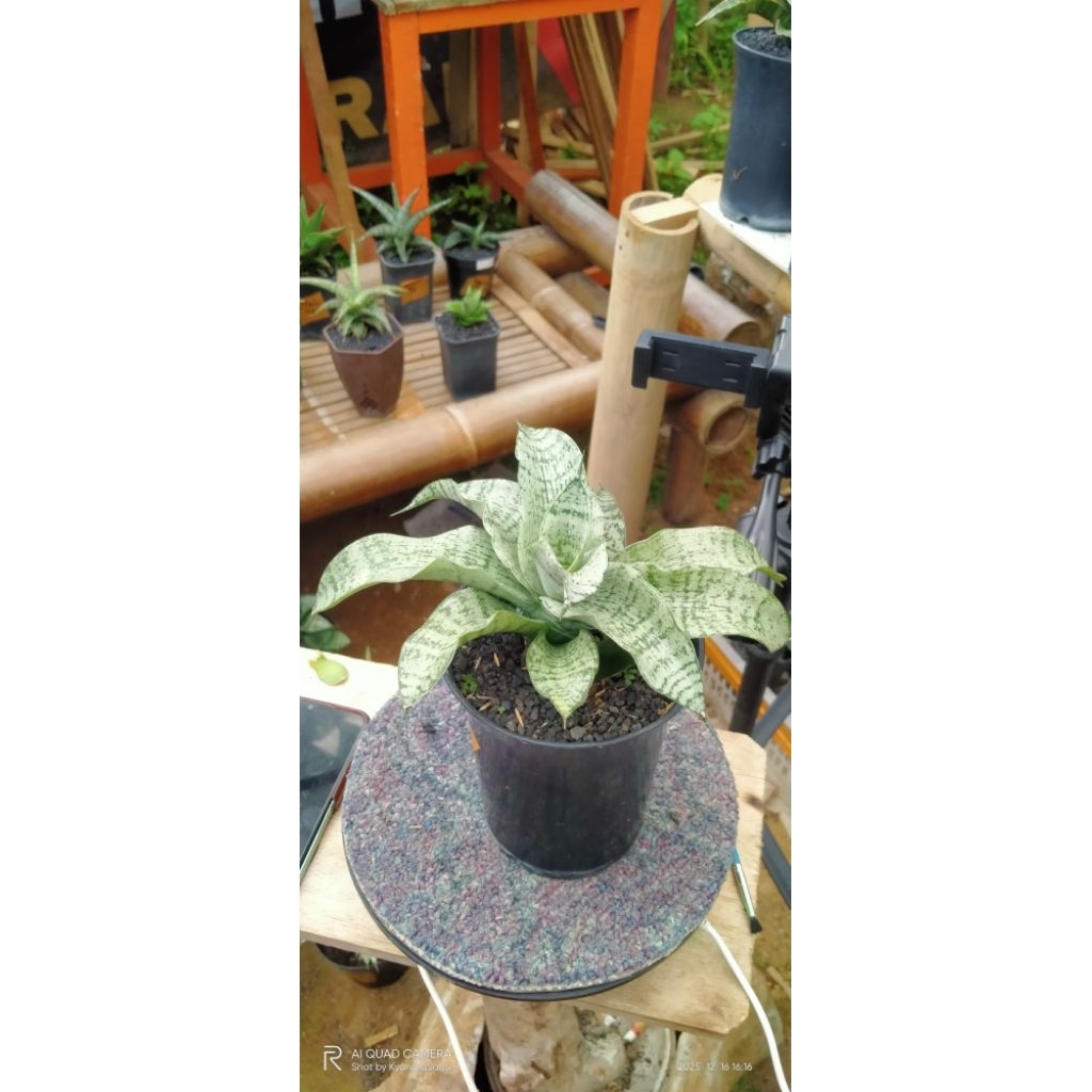 Jual link sansevieria 1kg | Shopee Indonesia