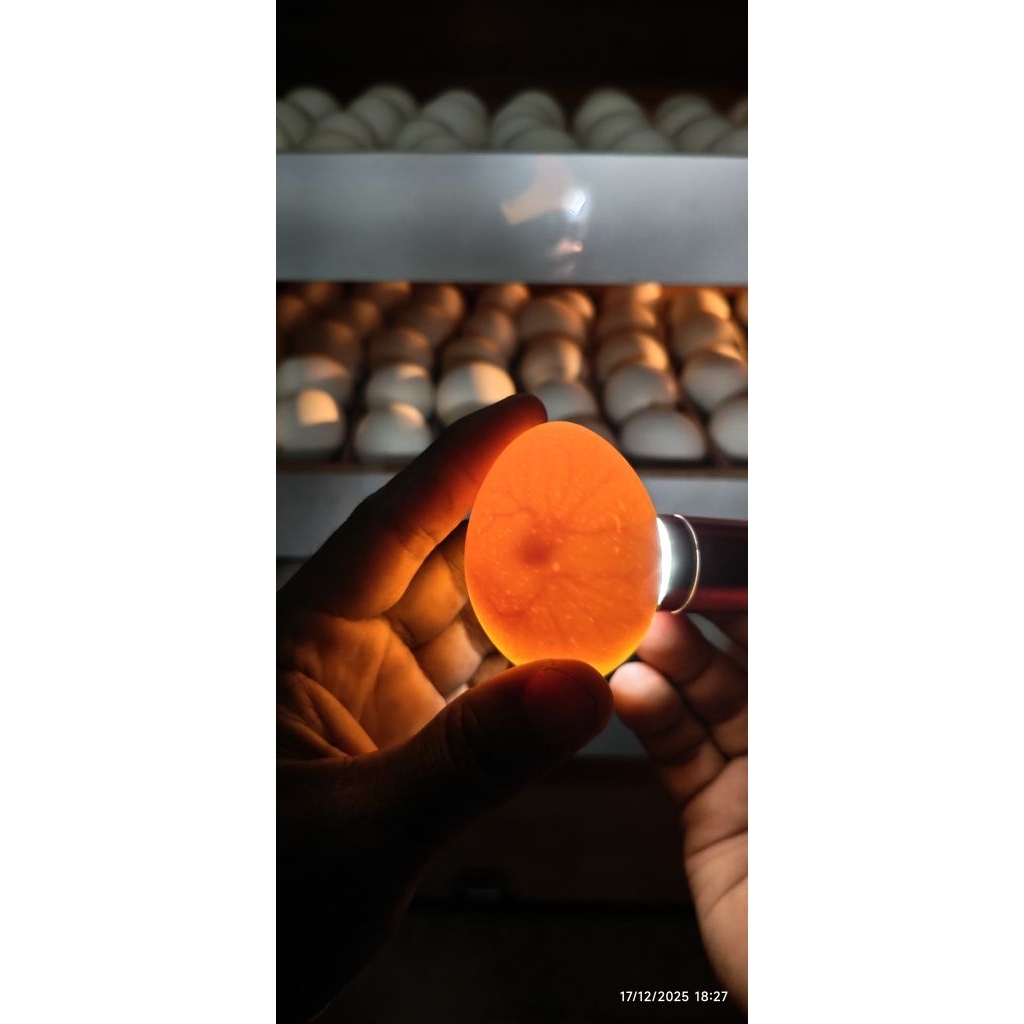 Jual TELUR AYAM WHITE LEGHORN SUDAH EMBRIO | Shopee Indonesia