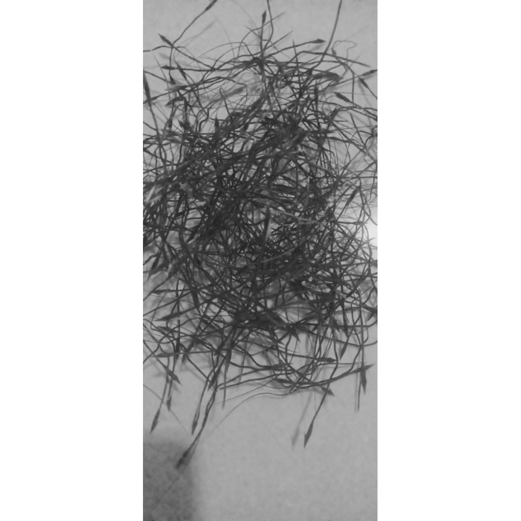 Jual MAHKOTA BUJANG PERINDU (BU-PER) | Shopee Indonesia