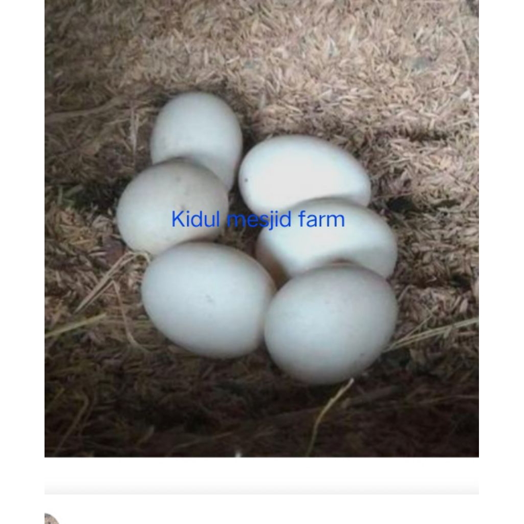 Jual TELUR ENTOK JUMBO ORI BLITAR FERTIL || PEJANTAN 97-98 CM X BETINA ...