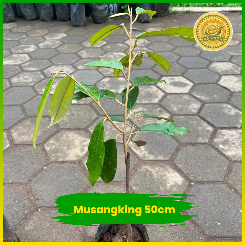 Jual Aa Kadu - Bibit Durian Musang King D-197 Premium Tinggi 50 cm ...