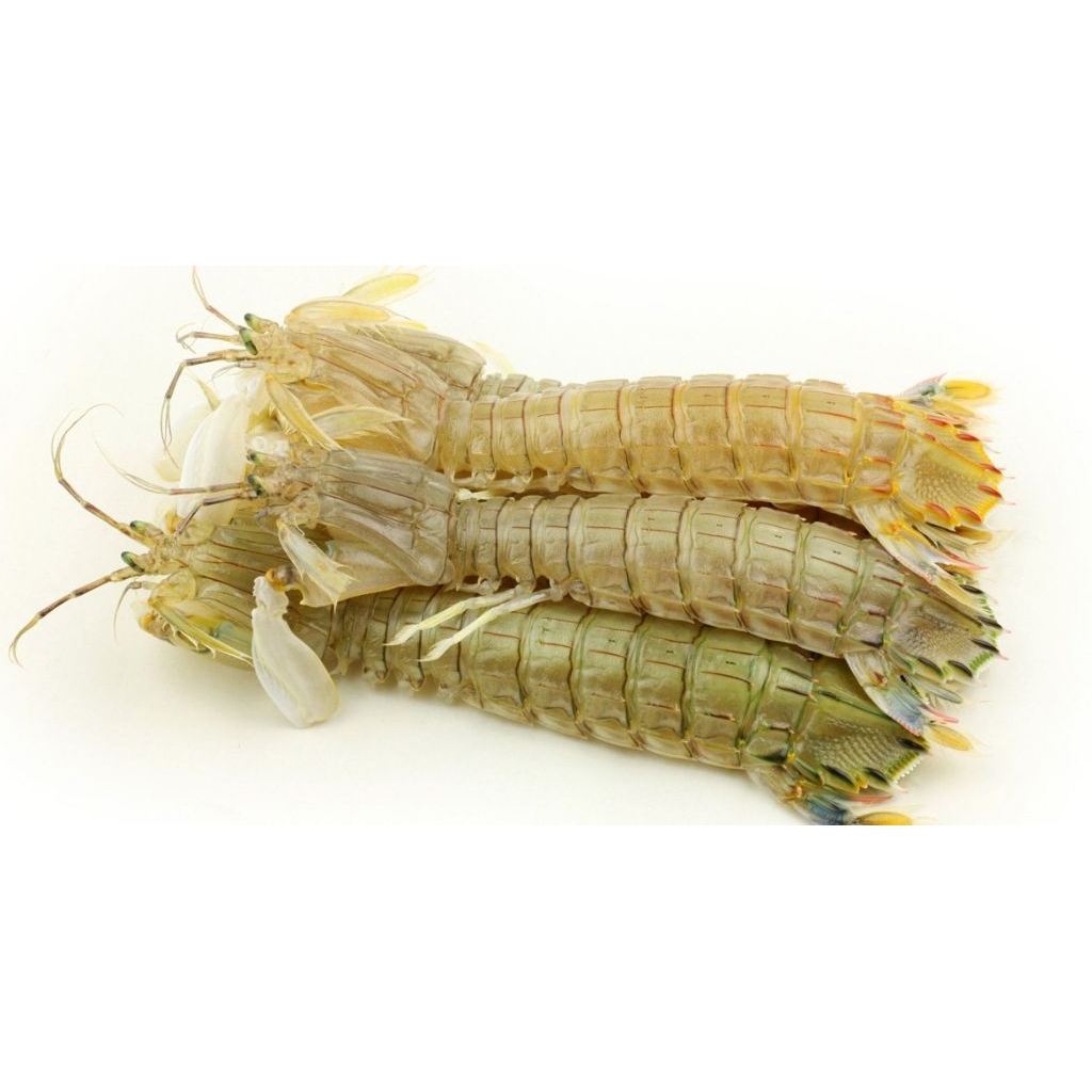 Jual udang mantis fresh kemasan vakum 500g | Shopee Indonesia