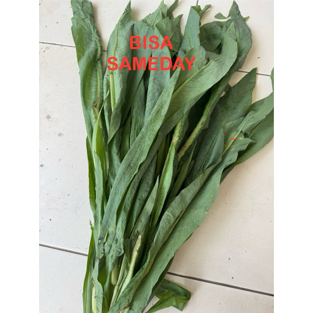 Jual FUMAK / SAYUR FUMAK / FUMAK TORTO KURA DARAT REPTIL 5 KG | Shopee ...