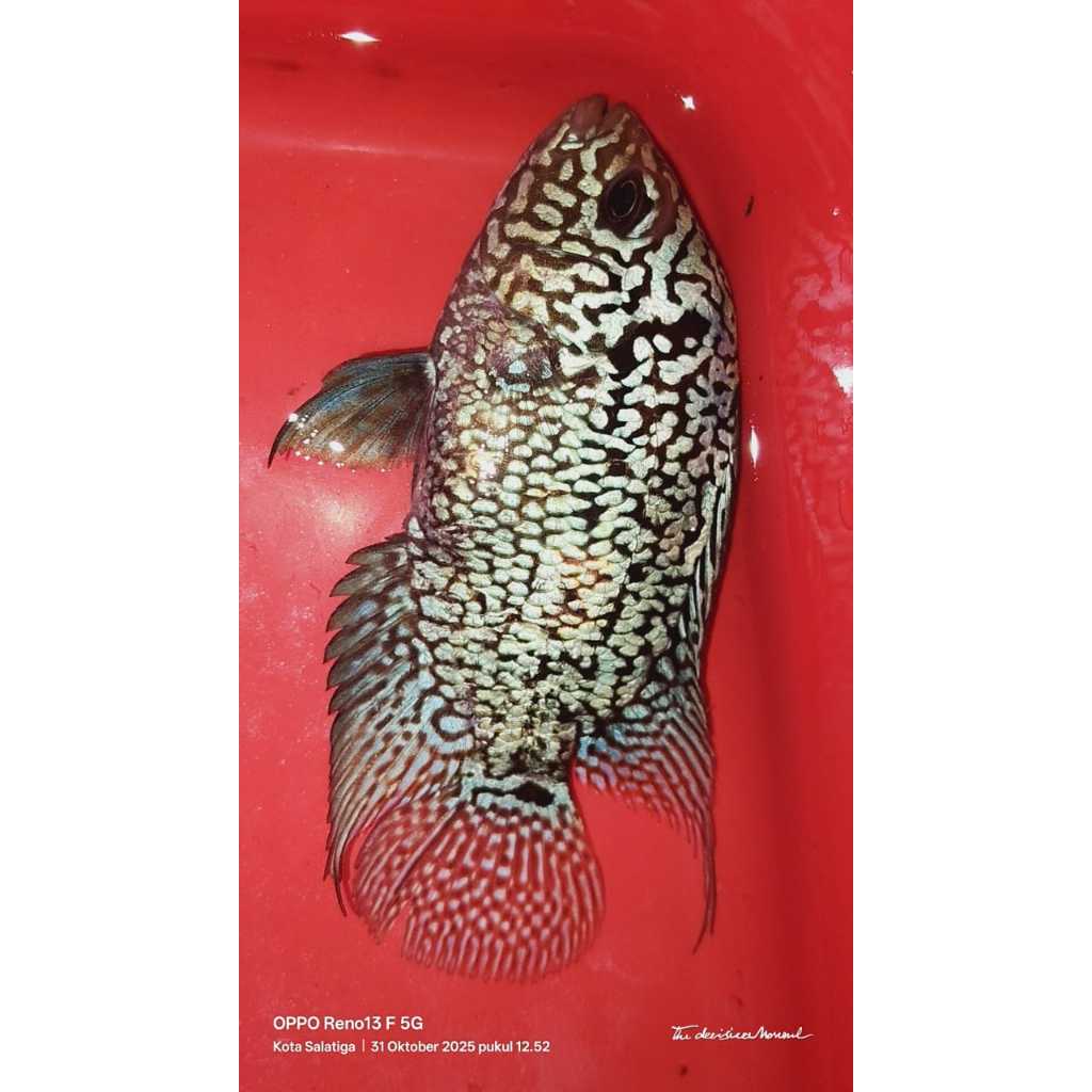 Jual Burayak Louhan Kamfa F3 Ori Thailand 6-8 cm Gen Jenong Kuat Ikan ...