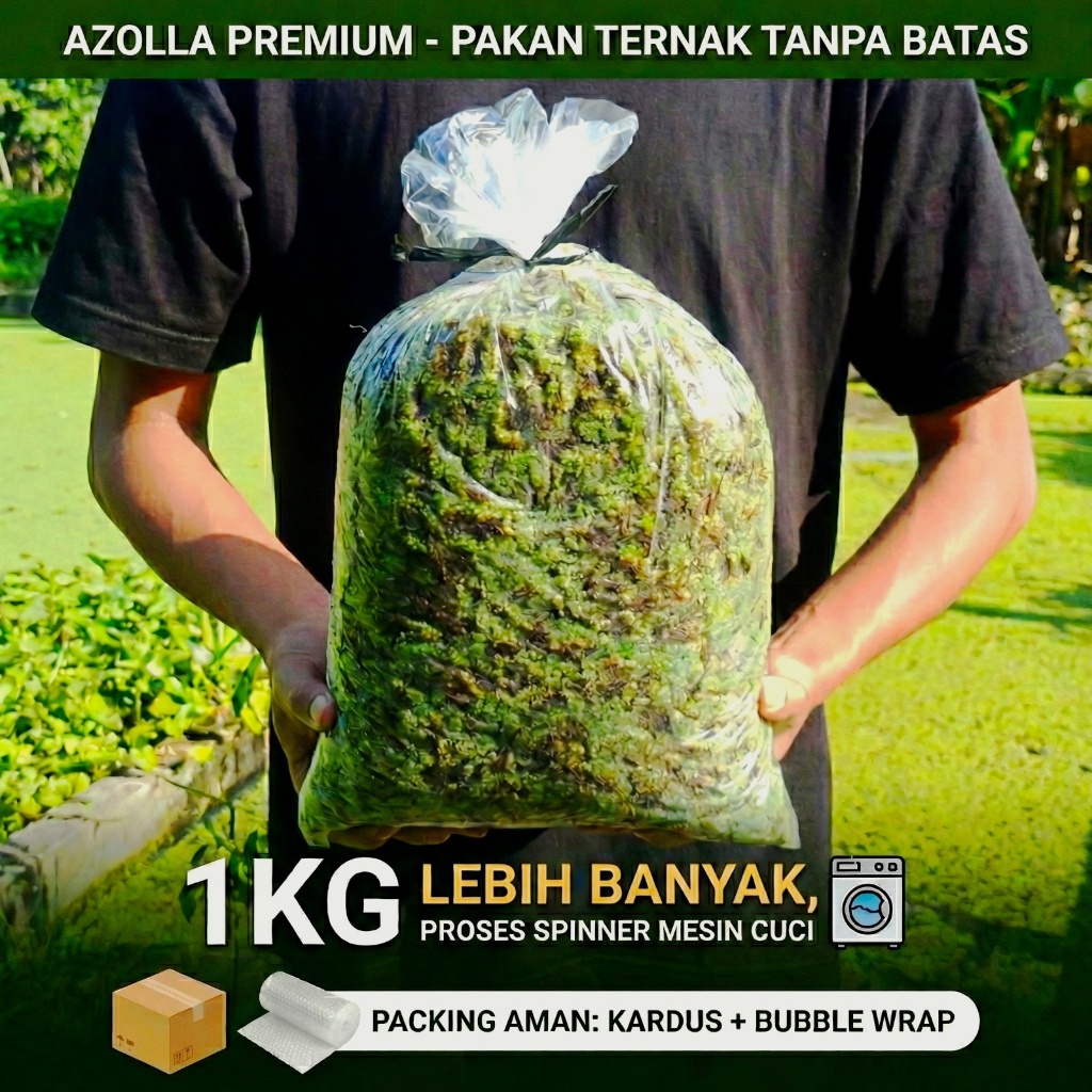 Jual Bibit Azolla Microphylla Super - 1KG LEBIH BANYAK (Proses Spinner ...
